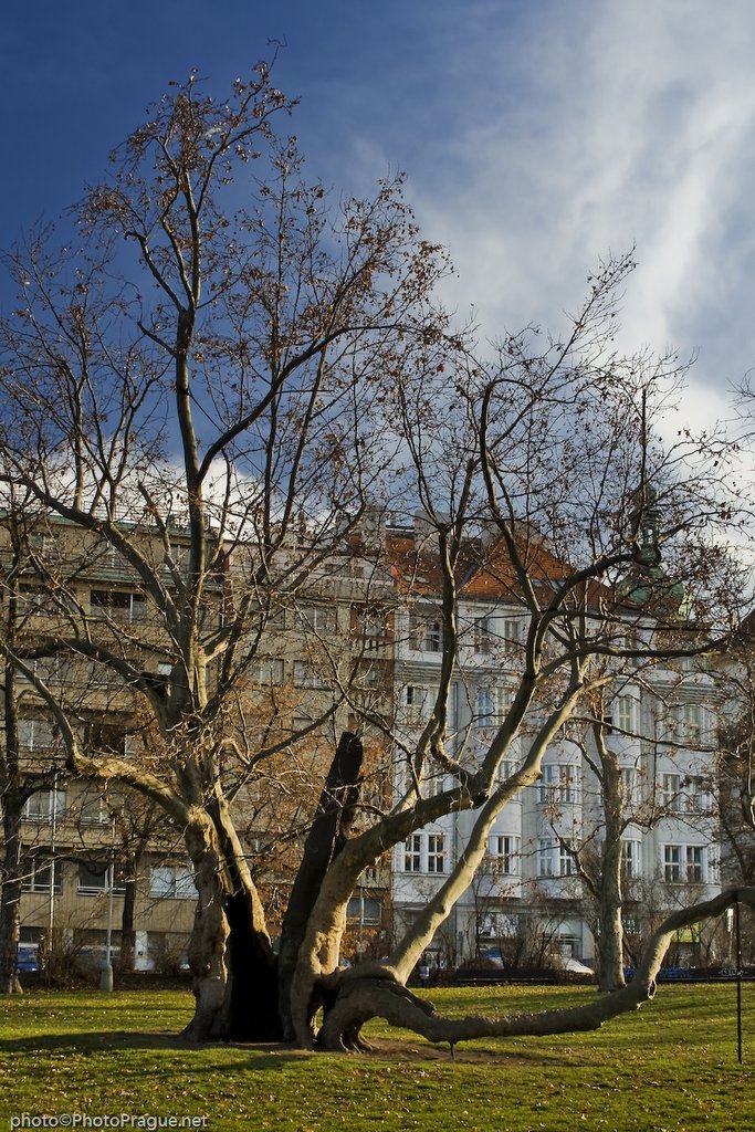 Charles Square | Avantgarde Prague